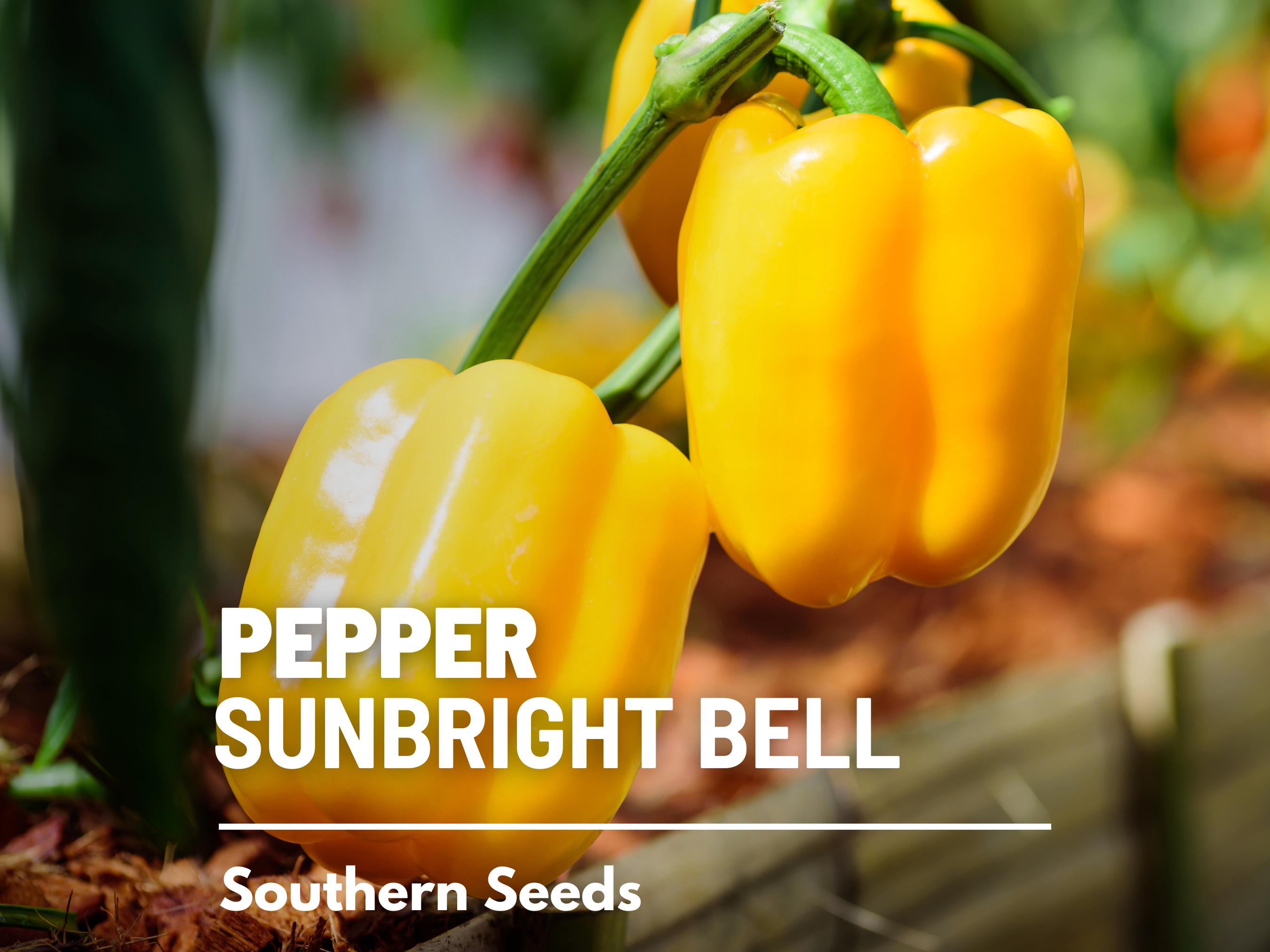 Sunbright Bell Pepper Seeds – Heirloom Yellow Sweet Pepper, Open ...