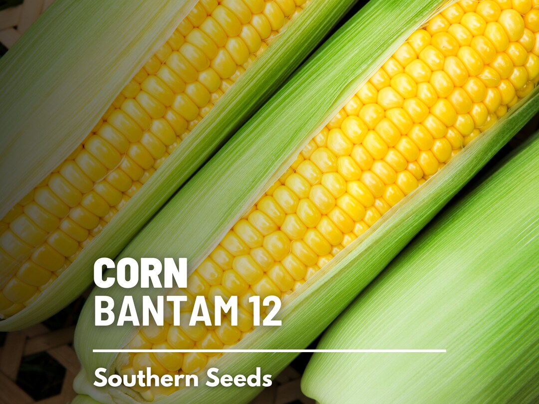 Corn, Golden Bantam (12 Row) - 60 Seeds - Heirloom Vegetable - Sweet ...