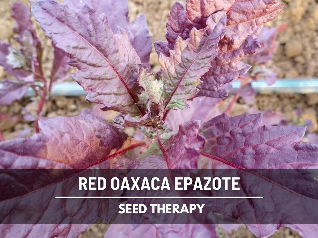 Epazote, Red Oaxaca (mexican Tea) - 100 Seeds - Heirloom Herb, Culinary ...