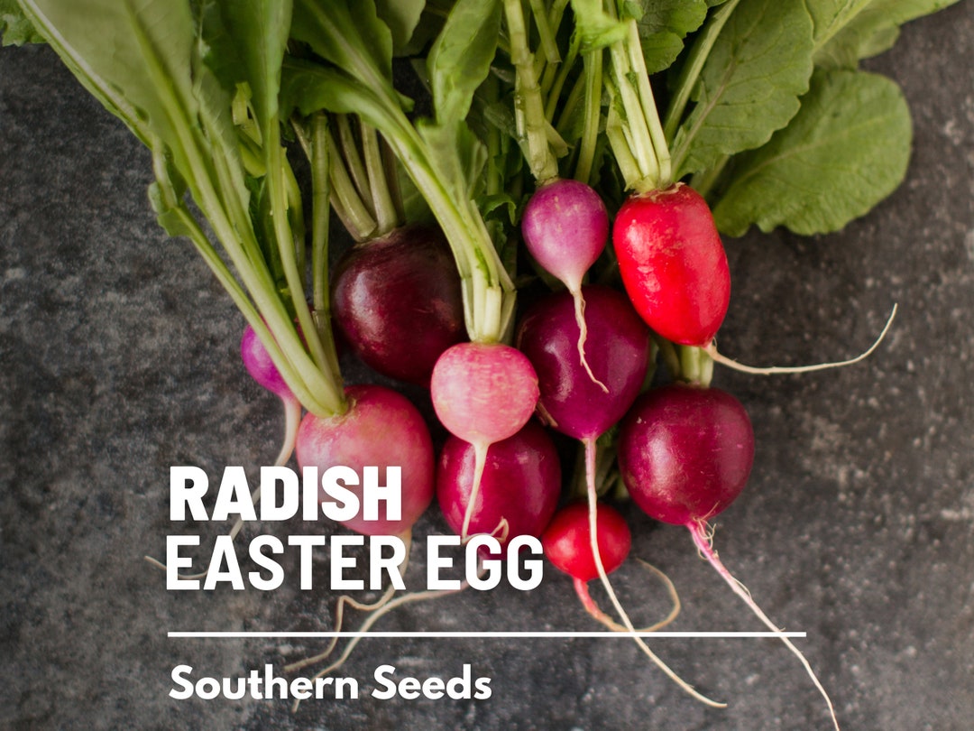 Radish, Easter Egg - 250 Seeds - Heirloom Vegetable - Open Pollinated ...