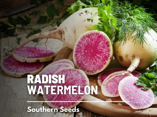 USA SELLER Jewelaster Purple Dwarf Aster 25 Seeds HEIRLOOM Callistephus ...