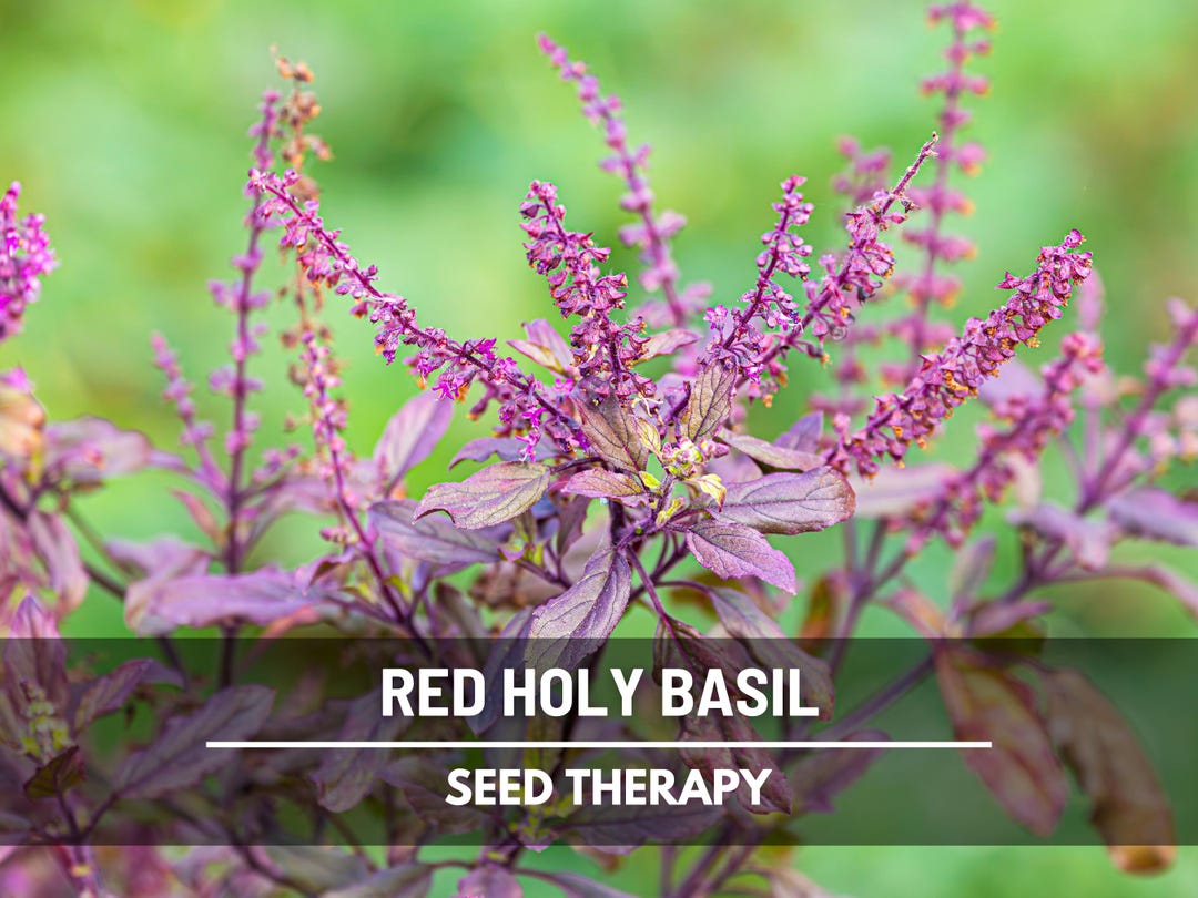 Red Holy Basil Seeds (250), Aromatic Tulsi for Wellness Teas & Soups ...