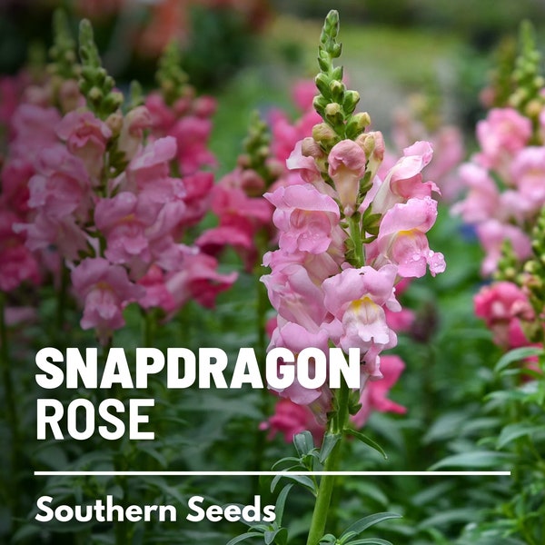 Snapdragon Seeds - Etsy
