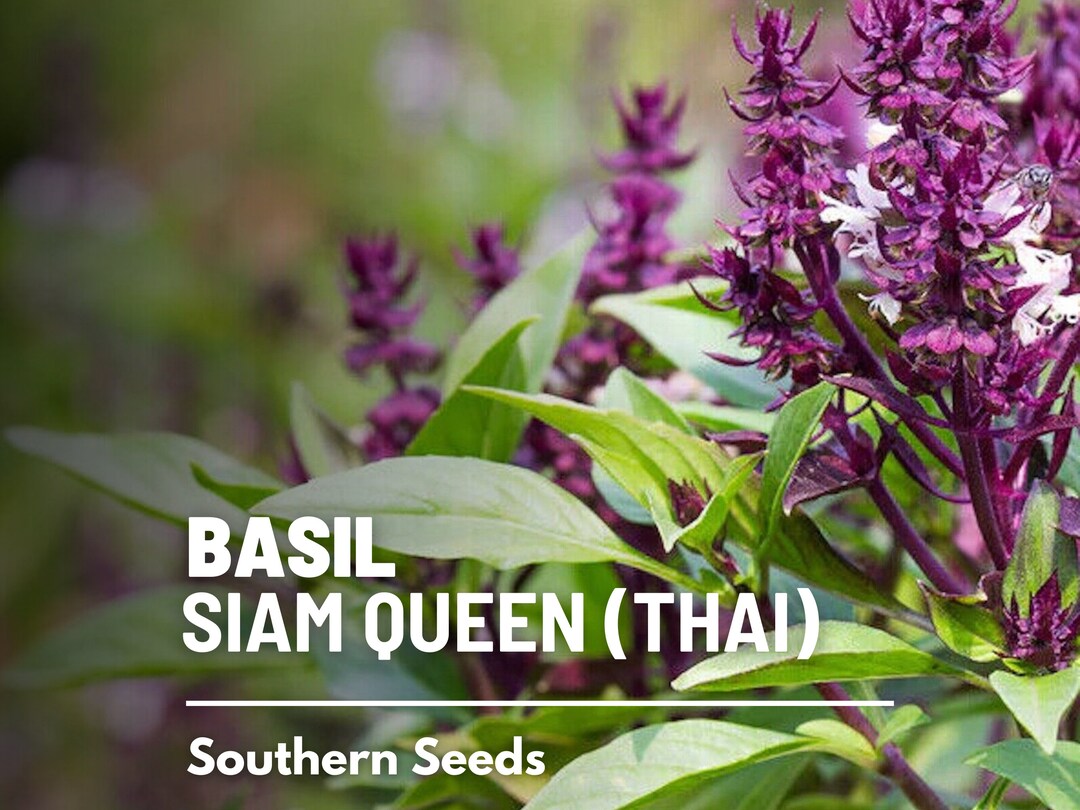 Basil, Siam Queen (thai) - 250 Seeds - Heirloom Culinary & Medicinal ...