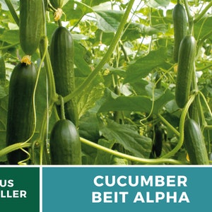 Beit Alpha Cucumber Seeds – Heirloom, Crisp Tender Slicer, Non-gmo (30 ...