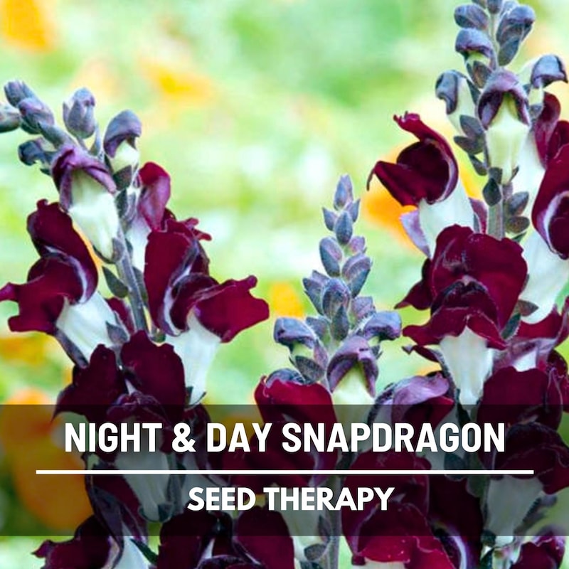 Day Night Bulbs - Etsy