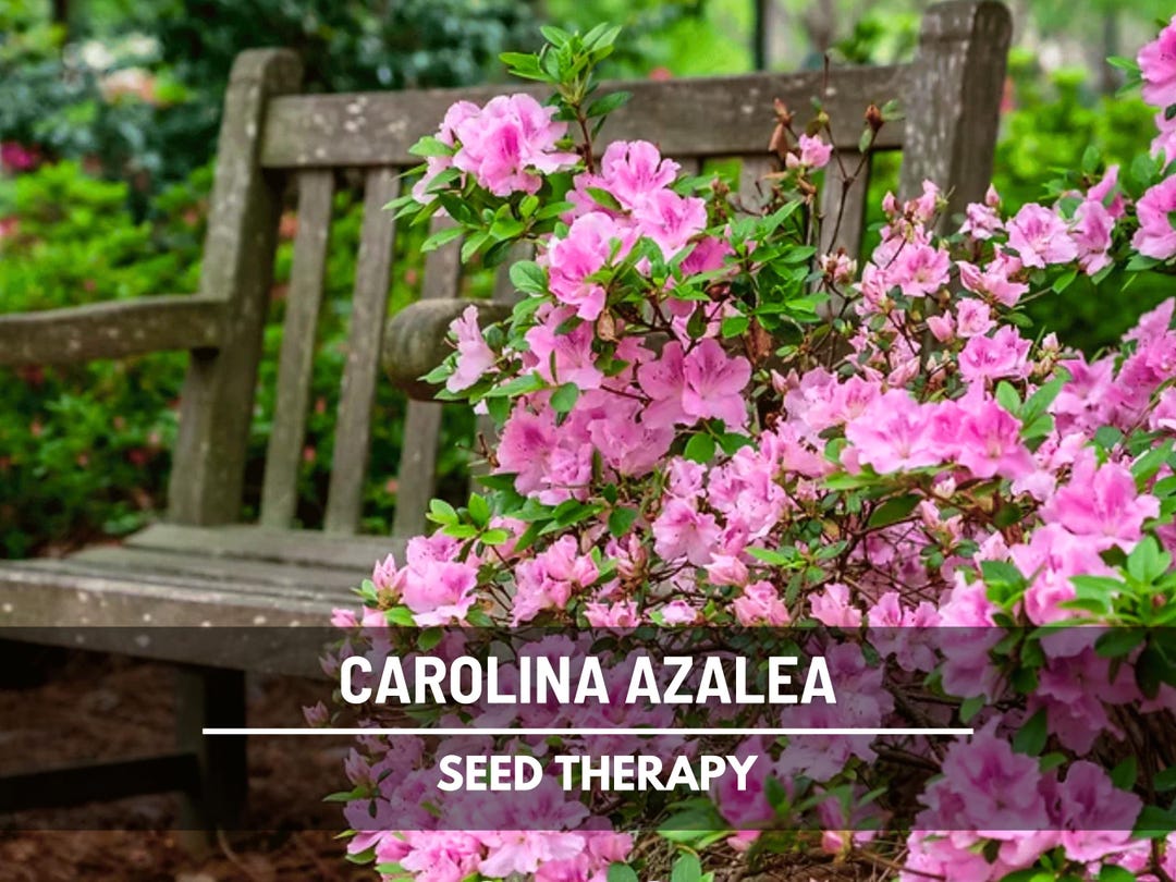 Carolina Azalea Rhododendron Seeds – Heirloom Shrub, Pink and Purple ...