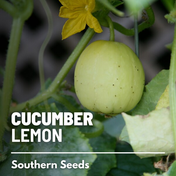 Lemon Cucumber - Etsy