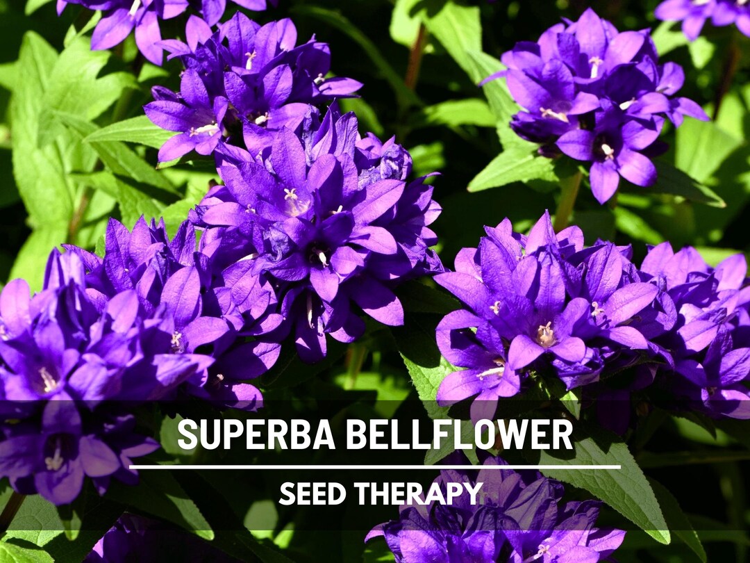 Bellflower, Superba - 50 Seeds - Heirloom Flower - Showy Blooms ...