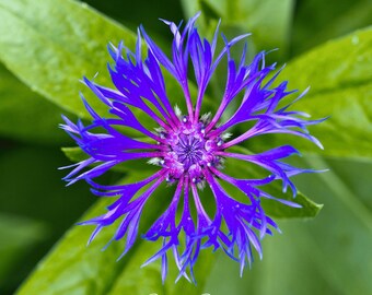 Centaurea Montana (mountain Bluet/perennial Corn Flower) 20 Flower ...