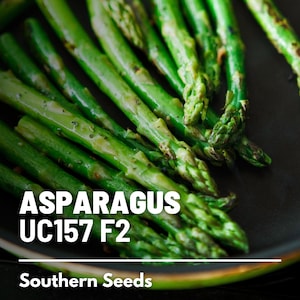 UC157 F2 Asparagus Seeds – High-yielding, Heat-tolerant Variety ...