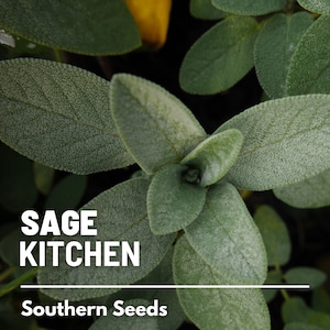 Sage, Kitchen - 50 Seeds - Heirloom Herb, Medicinal & Culinary ...