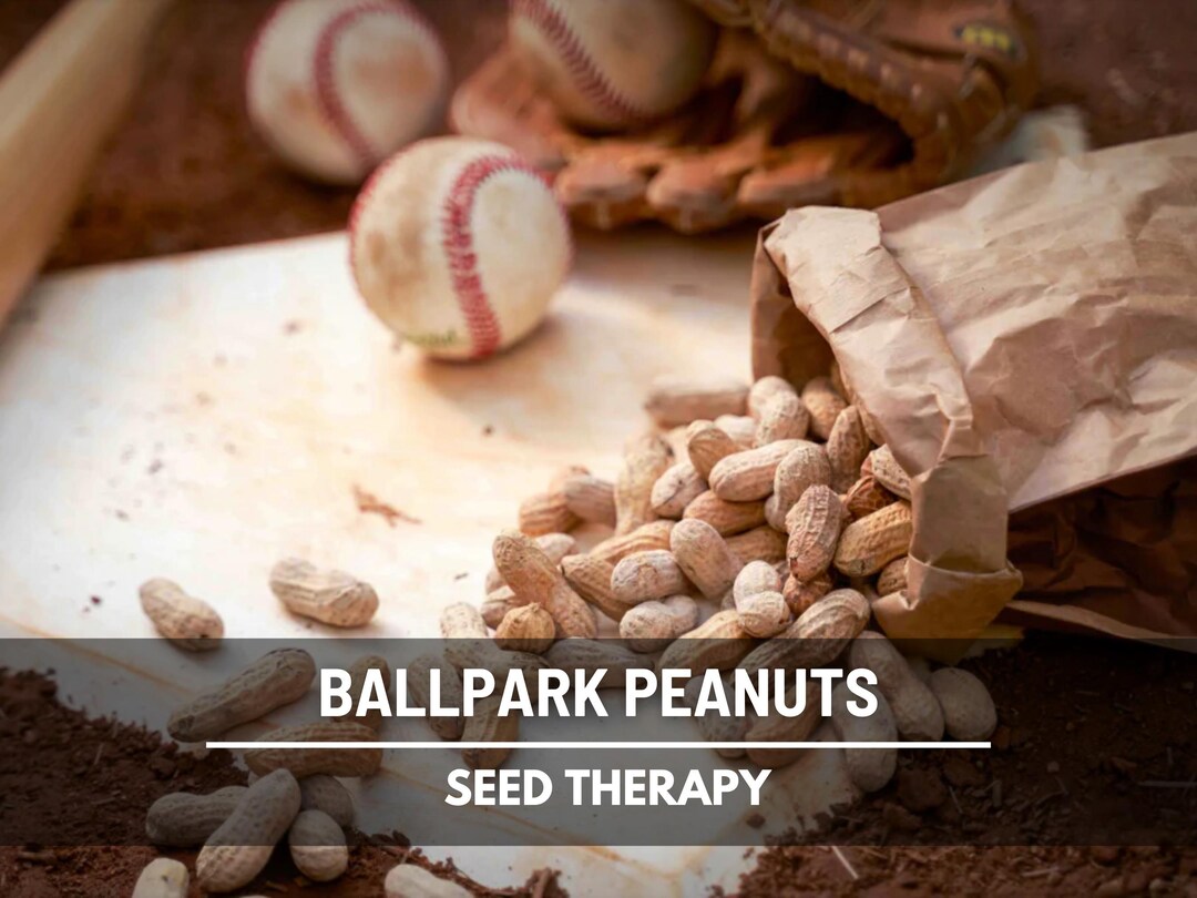 Peanuts, Virginia Jumbo - 10 Seeds - Ballpark Peanuts - Heirloom Legume ...