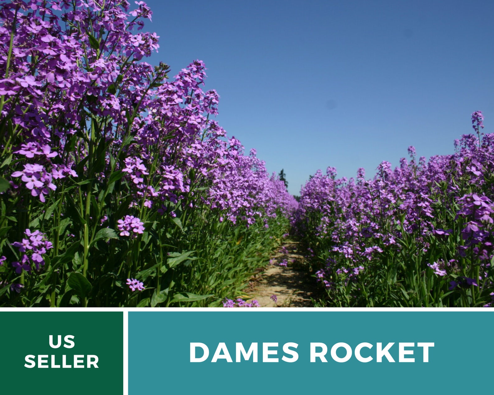 Dames Rocket Seeds – Heirloom Flower, Edible & Fragrant, Colorful ...