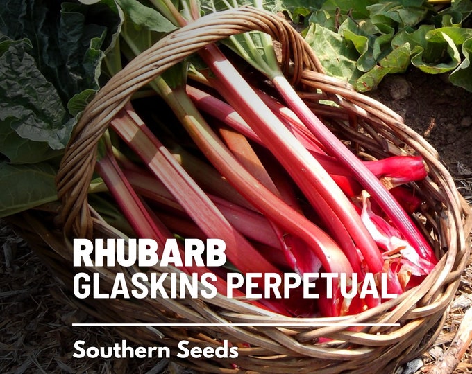 Victoria Rhubarb Seeds - Etsy
