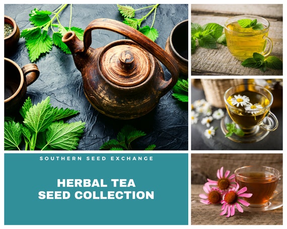 Herbal Tea Seed Collection 6 Essential Herbs Non-gmo - Etsy