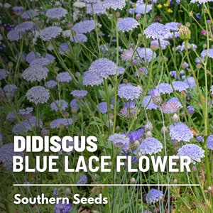 Blue Lace Flower Seeds (didiscus) – Heirloom, Great for Cut Flowers ...