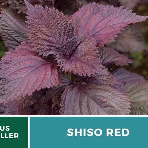 Heirloom Red Shiso Perilla Seeds Perilla Frutescens Var. - Etsy