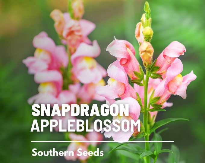 Chantilly™ Light Salmon F1 Snapdragon Seeds // Open Pollinated, Non-gmo ...