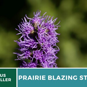 Prairie Blazing Star Seeds – Heirloom Flower, Tall and Majestic Blooms ...