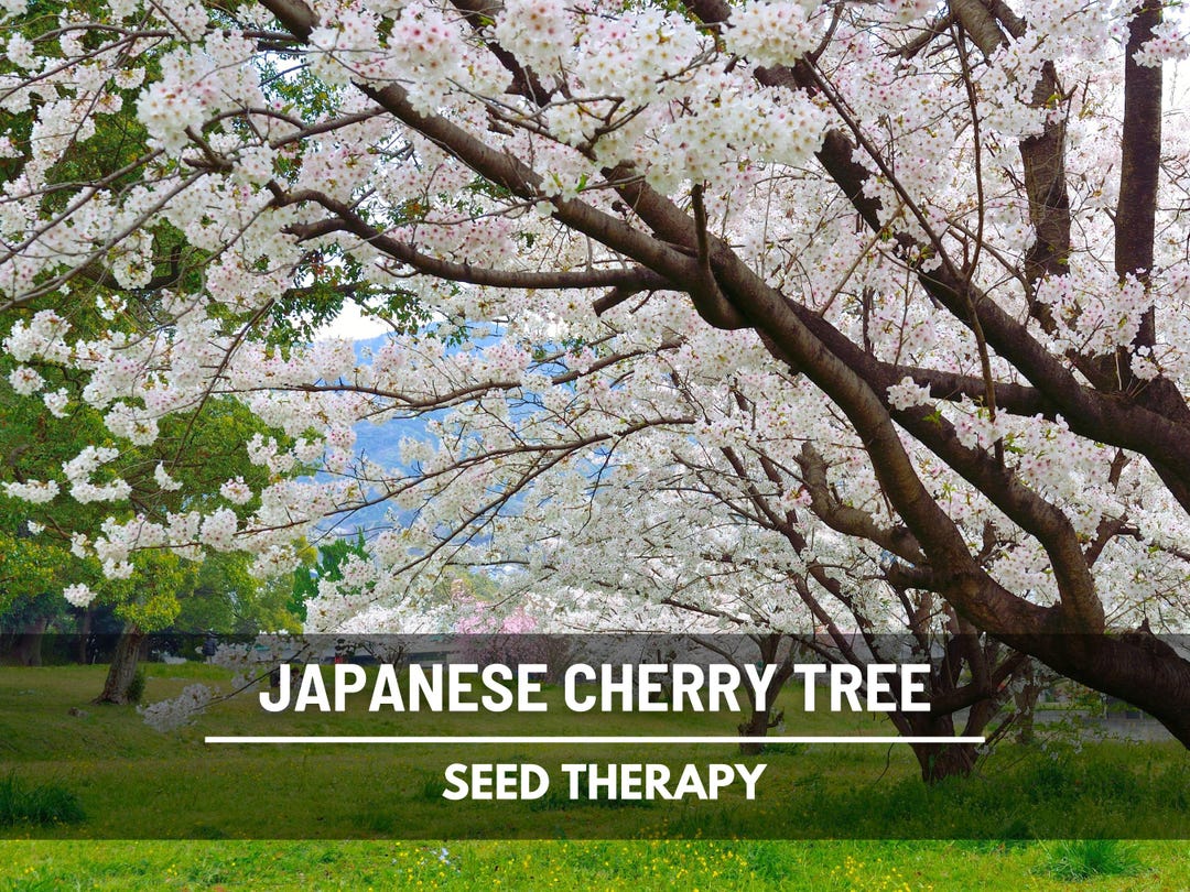 Japanese Flowering Cherry Tree Seeds – Heirloom Yamazakura, Non‑gmo ...