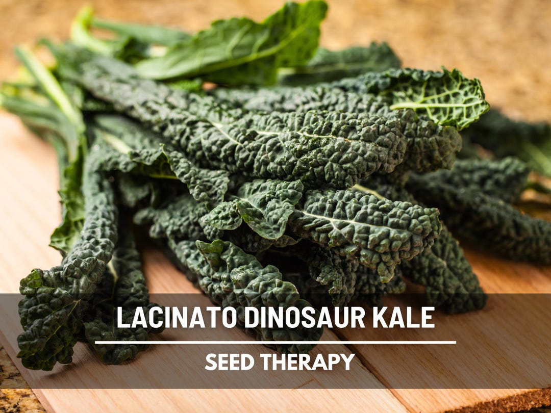 Lacinato Kale Seeds – Heirloom Dinosaur Kale, Italian Vegetable (250 ...