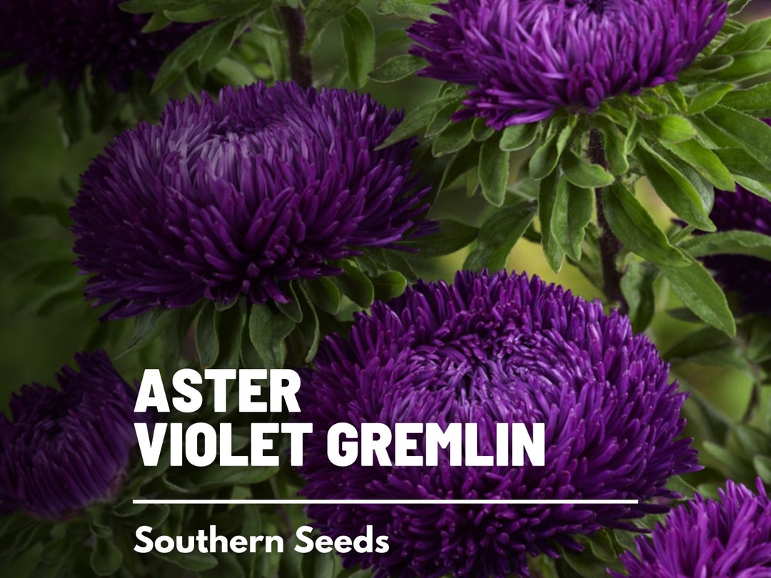 Aster, Gremlin Violet tall Double 50 Seeds Heirloom Flower Easy to Grow ...