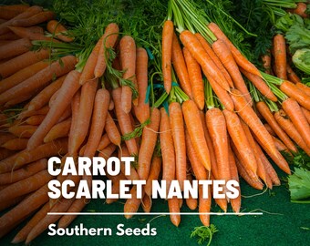Carrot Scarlet Nantes Vegetable Seeds daucus Carota 50seeds - Etsy