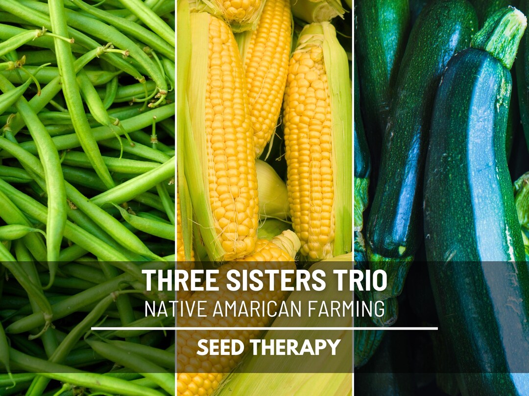Three Sisters Seed Collection – Native American Farming Trio, Corn ...