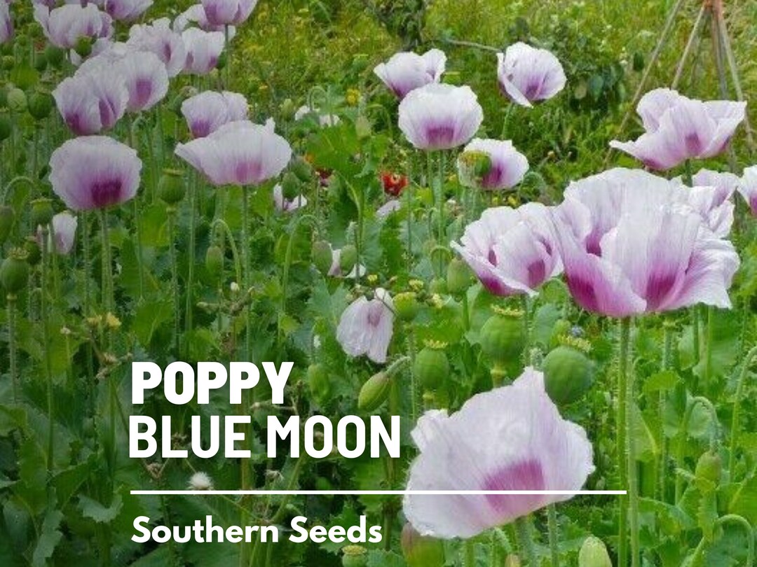Poppy, Blue Moon - 250 Seeds - Heirloom Flower, Bread Seed Poppy ...