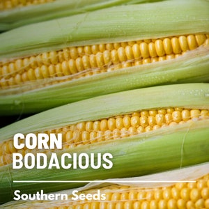 Corn, Bodacious - 60 Seeds - Hybrid Vegetable, Sweet Corn, Se-ho Type ...