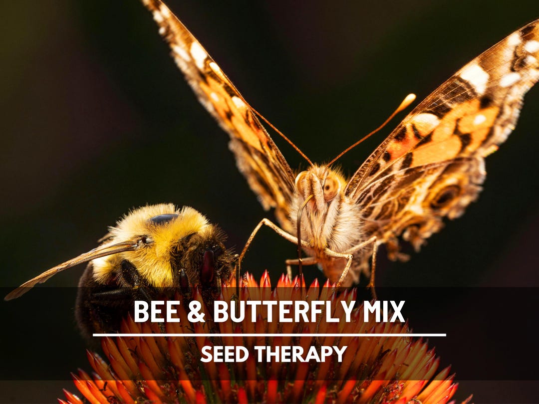 Wildflower Mix, Birds & Butterfly - 1,000 Seeds - Attract Birds and ...