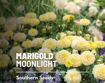 White Marigold 25 Seeds Tagetes Erecta - Etsy