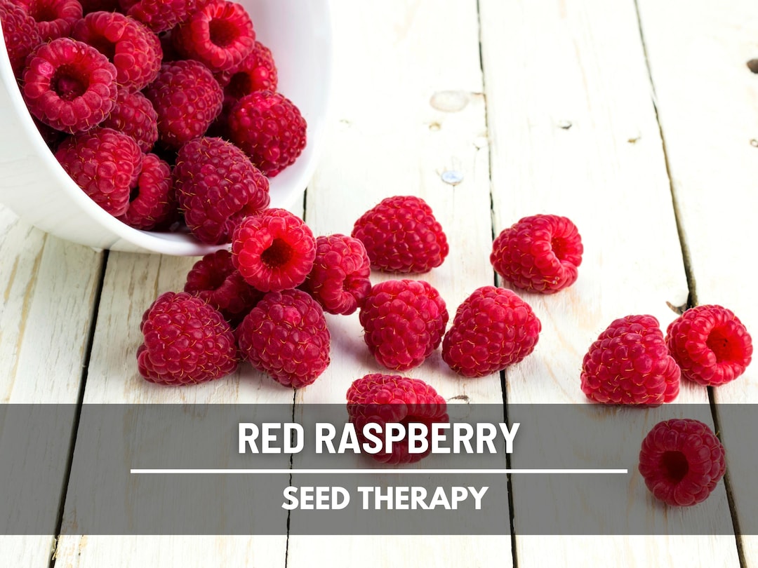 Red Raspberry Seeds – Heirloom Fruit, Productive Shrub, Great for Fresh ...