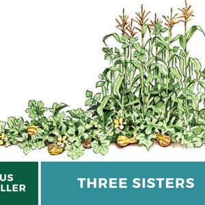 Three Sisters Seed Collection – Native American Farming Trio, Corn ...