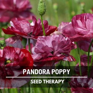 Pandora Poppy Seeds – Heirloom Flower, Corn Poppy, Striking Lilac ...