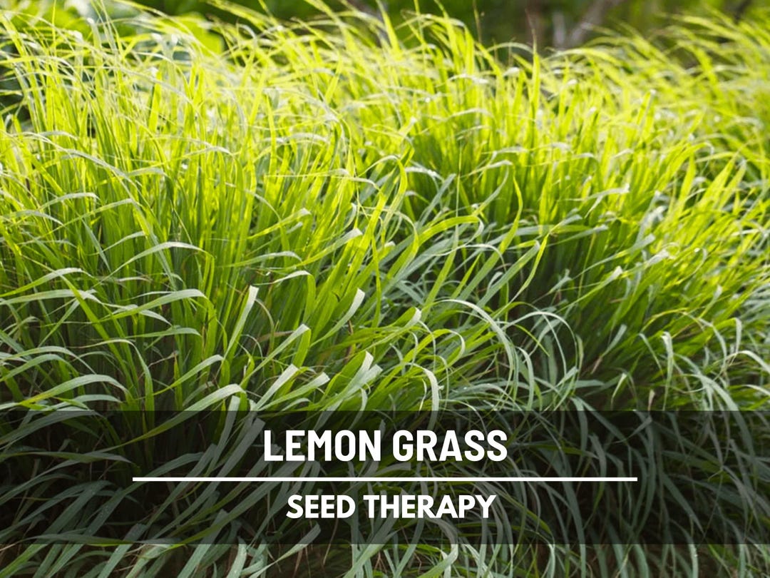 Lemongrass Seeds – Heirloom, Culinary & Medicinal Herb, Aromatic Grass ...