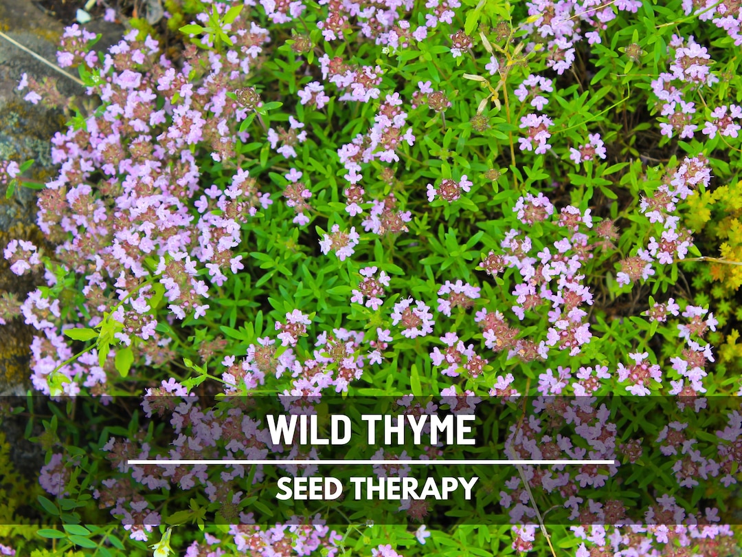 Wild Breckland Thyme Seeds – Heirloom Herb, Native Variety, Medicinal ...