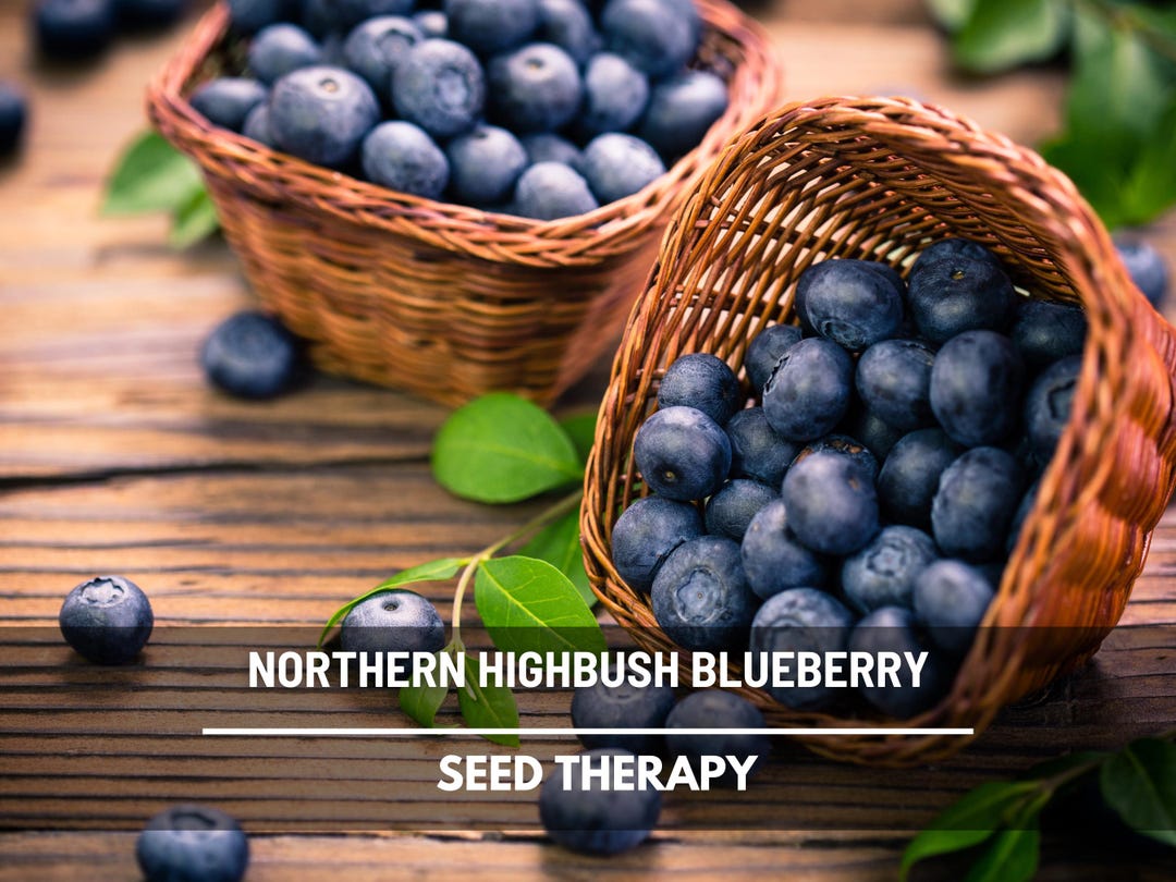 Blueberry Northern Highbush Seeds – Heirloom Fruit Plant, Non-gmo ...