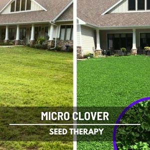 Micro Clover (mini Clover) Seeds – Perennial Lawn Alternative, White ...