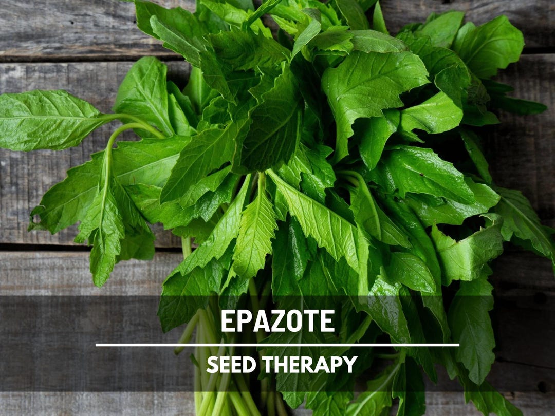 Epazote (mexican Tea) - 25 Seeds - Heirloom Herb - Strong and Flavorful ...