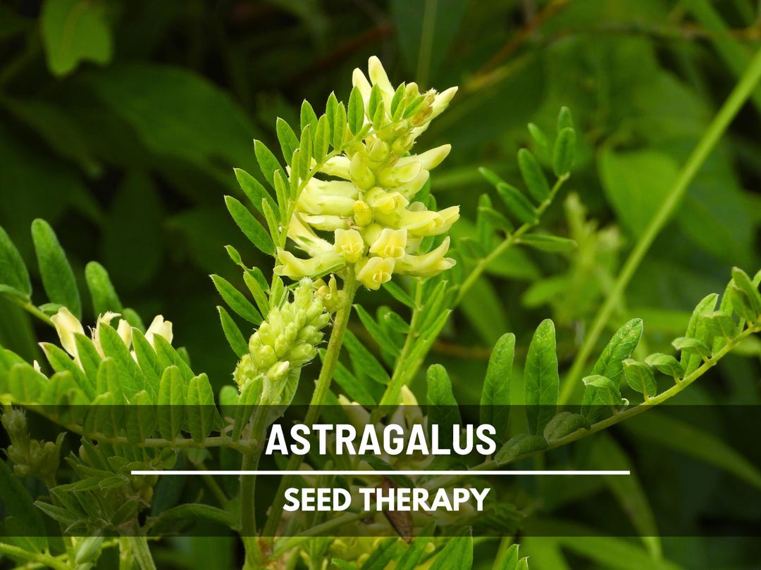 Astragalus Seeds (25), Heirloom Wellness Herb, Dried Root Used for Teas ...