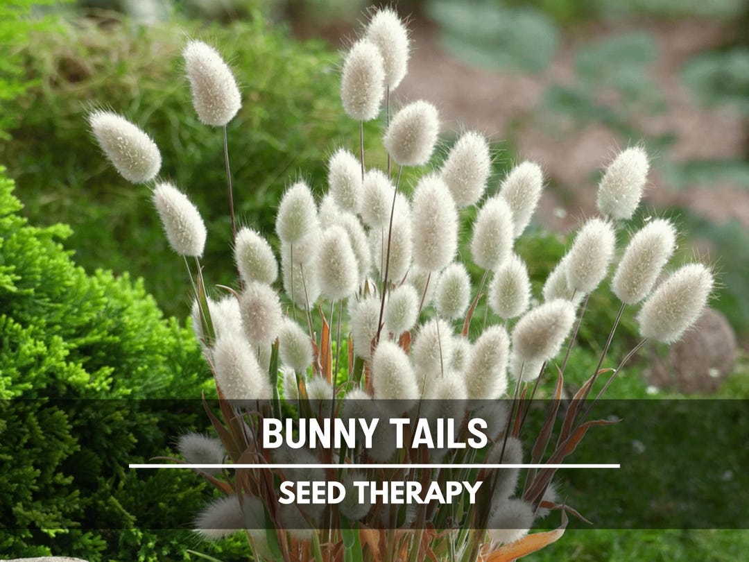 Bunny Tails Seeds - Heirloom Ornamental Grass, Hare’s Tail, Soft Cut ...