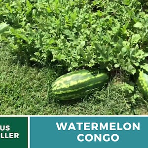 Watermelon, Congo - 25 Seeds - Heirloom Fruit, AAS Winner, Sweetest ...