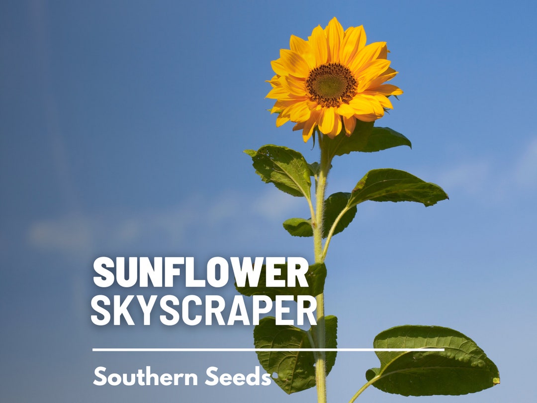 Sunflower, Skyscraper - Heirloom Seeds - Enormous Sunflowers - GMO Free ...