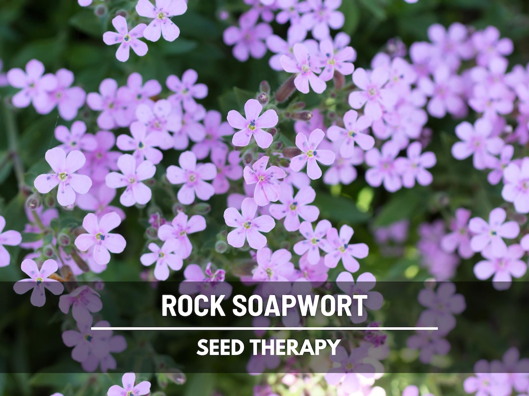 Rock Soapwort Seeds (saponaria) – Heirloom, Pink Blooms, Groundcover ...