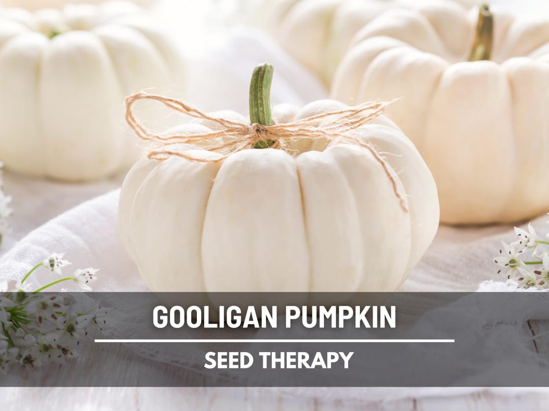Pumpkin, Gooligan - 10 Seeds - Hybrid Vegetable, White Baby Boo Type ...