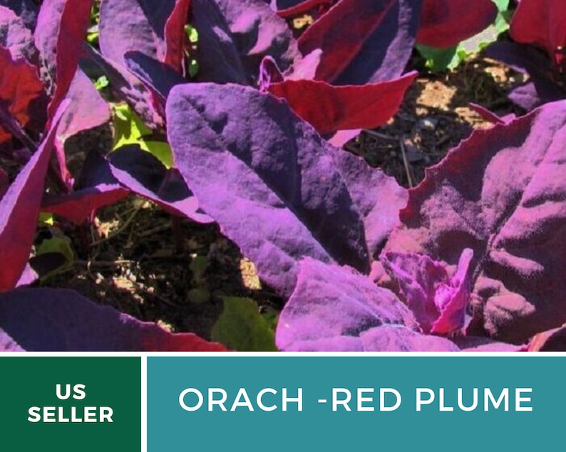 Red Plume Orach Seeds – Heirloom Mountain Spinach, Heat Tolerant (25 ...