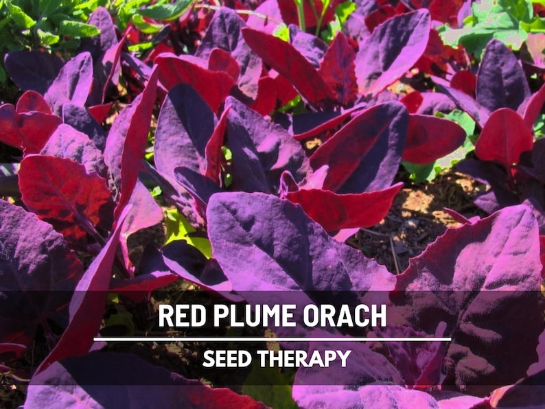 Red Plume Orach Seeds – Heirloom Mountain Spinach, Heat Tolerant (25 ...