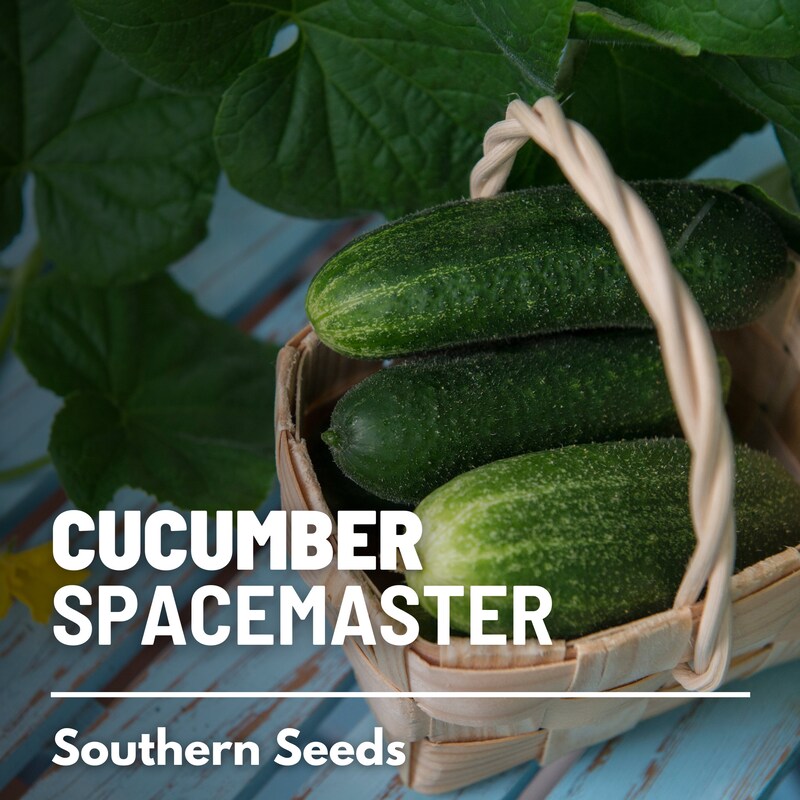 Cucumber - Etsy